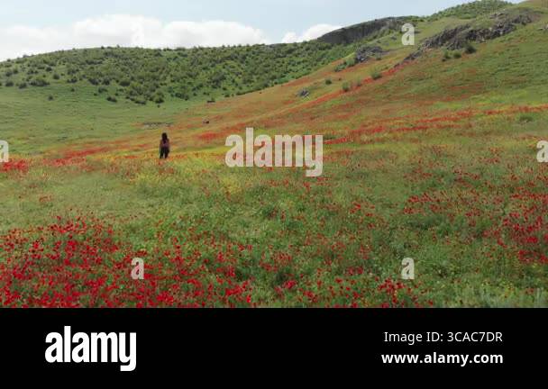 Woman walks in colorful blooming red green poppy field in spring ...