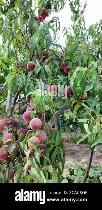 Peach hanging on a branch in orchard. Fruit picking season. Fruit on ...