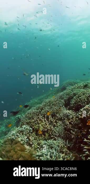 Diving and snorkeling scene. Colorful tropical fish and coral reef ...
