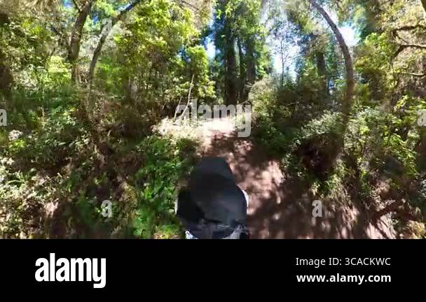 Redwood National Park Hiking POV 01 California USA Stock Video Footage ...