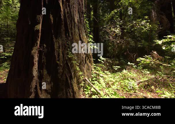 Redwood national park tree bark Stock Videos & Footage - HD and 4K ...