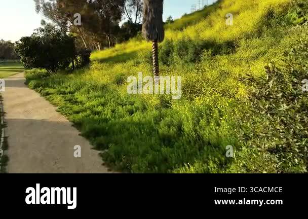 California Super Bloom Mustard Flowers Palm Trees Crane Jib Forward in ...