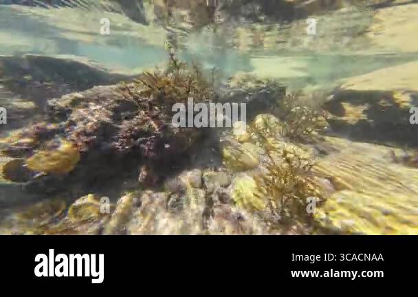 Underwater Slow Motion Shallow Ocean Palos Verdes Stock Video Footage ...