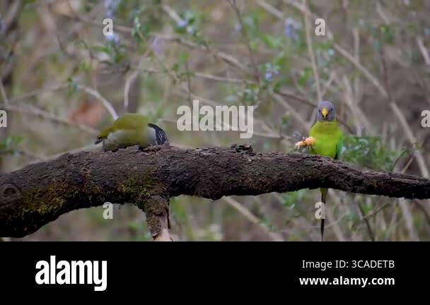 Parrot family bird himalayas Stock Videos & Footage - HD and 4K Video ...