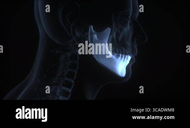 Mandible bone in human body. X Ray. Loop Stock Video Footage - Alamy