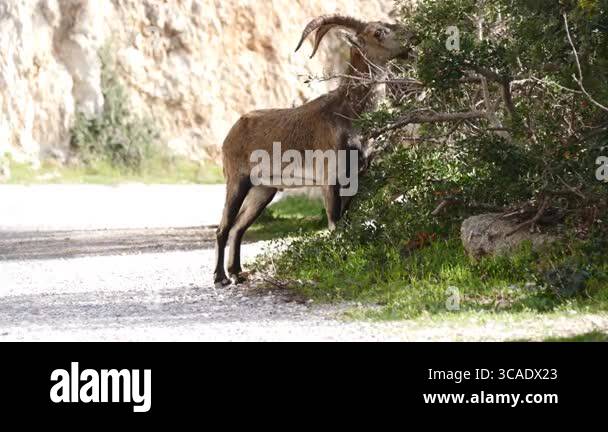 Spanish wild goats Stock Videos & Footage - HD and 4K Video Clips - Alamy