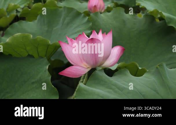 Close-up of a Withered Lotus Seed Pod. High quality 4k footage Stock ...