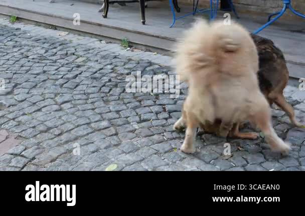 Two dogs interact playfully in a cozy, laid-back environment Stock ...