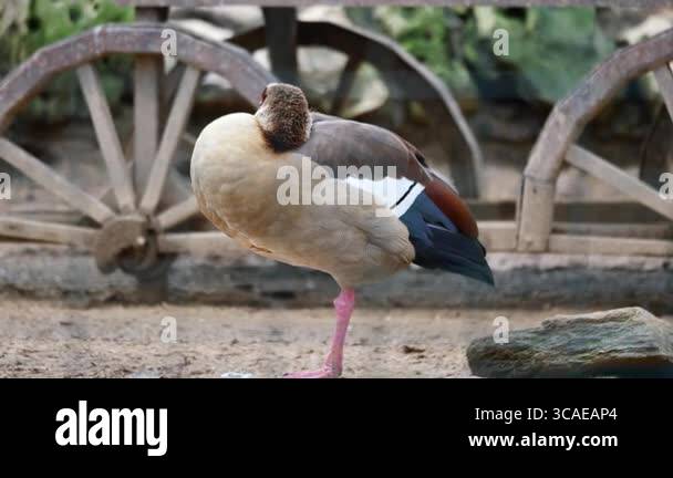 A bird shows off its balance while resting on one leg at a wildlife ...