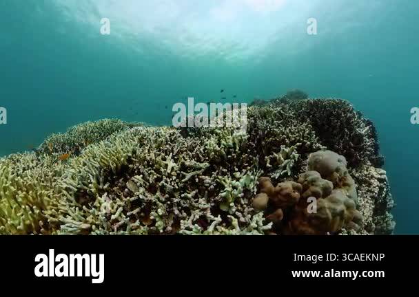 Undersea with blue color and fishes over coral. Coral reef and fish ...