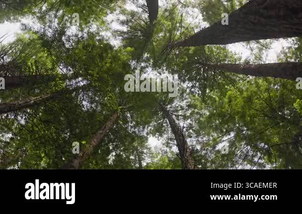 Looking up at the redwood canopy in Otway Redwoods Forest, Great Otway ...