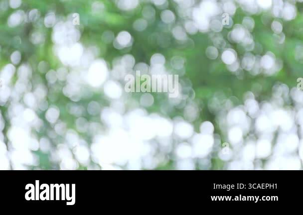 blur tree bokeh in garden, natural blurred leaf green at summer, forest ...