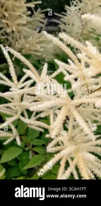 Beautiful blooming white fluffy flowers of the Aruncus dioicus bush in ...