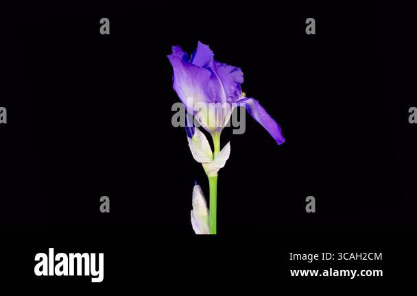 Iris Blossoms. Blooming Blue Iris Flower on Black Background. Time ...