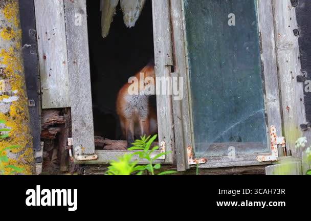 Fox staring at camera Stock Videos & Footage - HD and 4K Video Clips ...