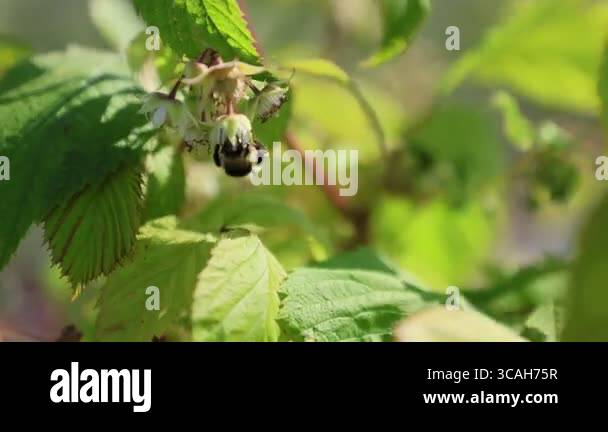 Close-up of a bumblebee pollinating a raspberry flower with blurred ...