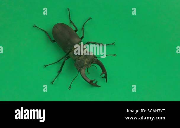 European stag beetle moving across a chroma key background. The ...