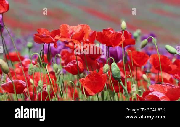 Poppy bloom purple flowers Stock Videos & Footage - HD and 4K Video ...