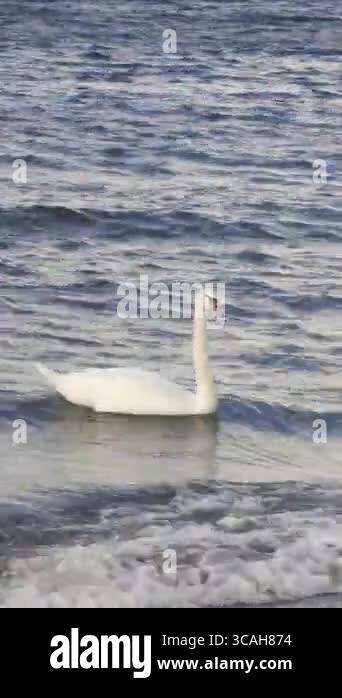 Graceful white swan swimming along the sand beach on sea waves ...