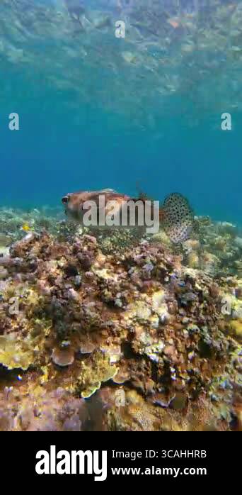A pufferfish swimming near a coral reef underwater on the Great Barrier ...