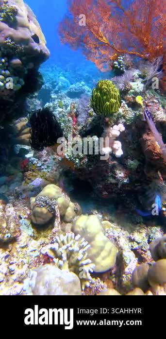 Underwater diverse coral reef features Stock Videos & Footage - HD and ...