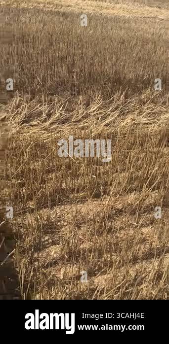 A harvested field of winter wheat. There are compressed straw bales on ...