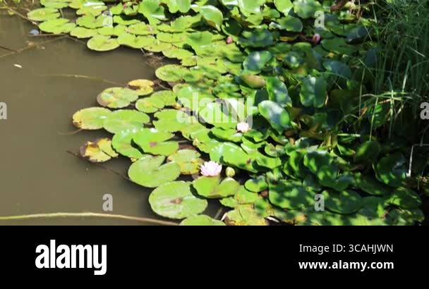 lotus flowers in pond 8k ultra hd Stock Video Footage - Alamy