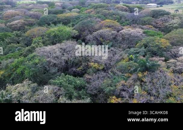 Aerial View of Tropical Dry Forest, Semi-Deciduous Forest from Above ...