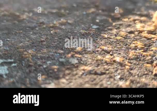 red ants swarming around a small piece of snack Stock Video Footage - Alamy