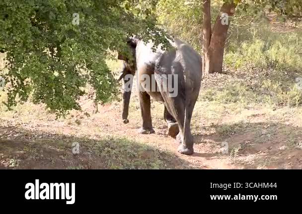 The same elephant with one tusk slowly walks away from the waterbody ...