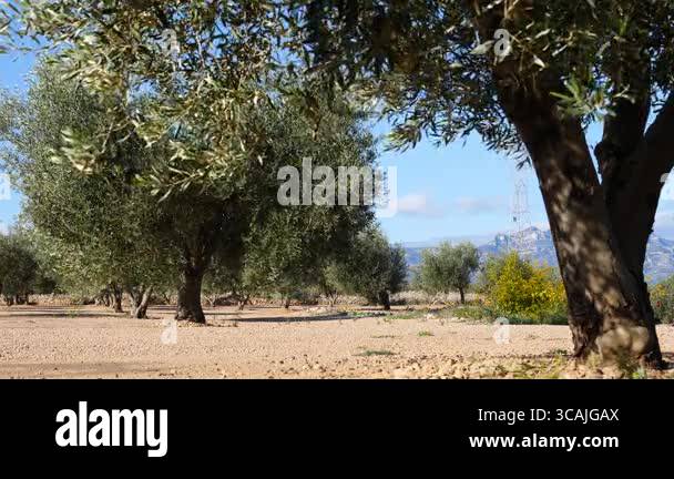 Traditional plantation of olive trees grove. Spanish nature landscape ...