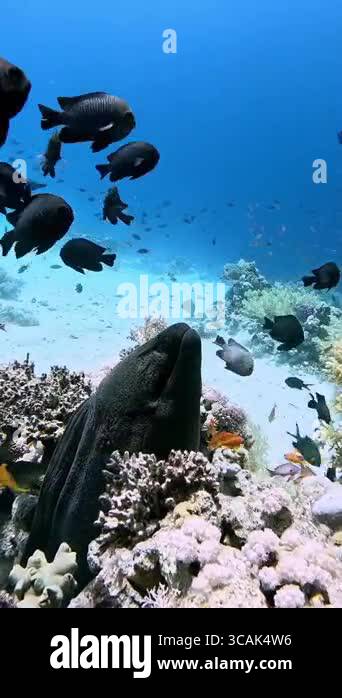 Fish swim gracefully, their scales shimmering in shades of blue, red ...