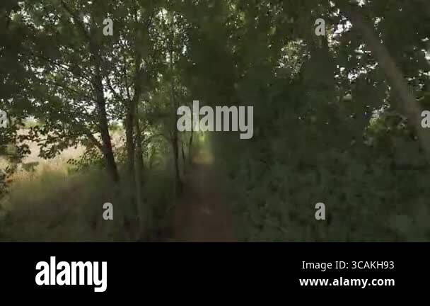 Walking along green hedgerow path near wheat field Stock Video Footage ...