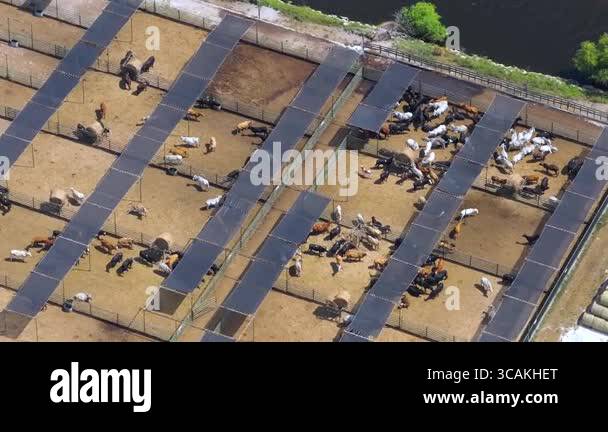 Cattle stockyard with meat cows. Feeding of livestock on farm feedlot ...