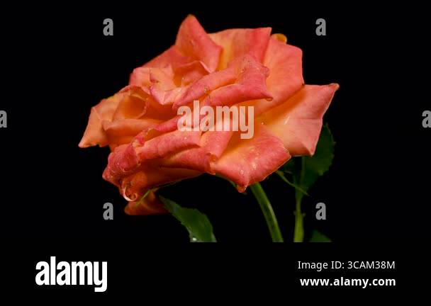 Vibrant rose plant stands Stock Videos & Footage - HD and 4K Video ...