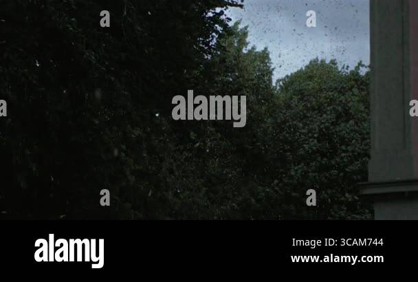 Leaves swirling violently in forested area as storm approaches, trees ...