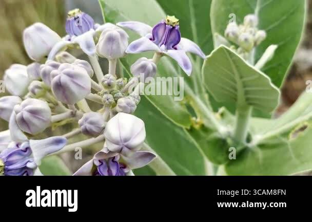 Flower Calotropis gigantea (Linn.) purple or violet color, Naturally ...