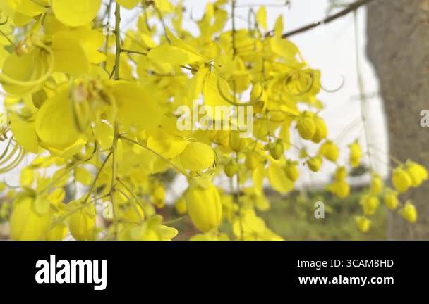 Flower (Cassia fistula, Cassia nealiae H.S.Irwin Barneby) or Golden ...