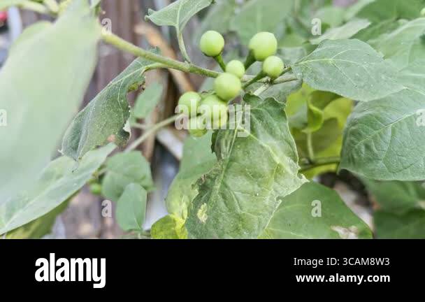 Turkey berry or Solanum torvum in farm gardening is vegetable use for ...