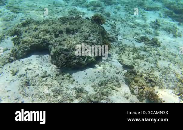 beautiful underwater life at the maldives on mathiveri local island ...