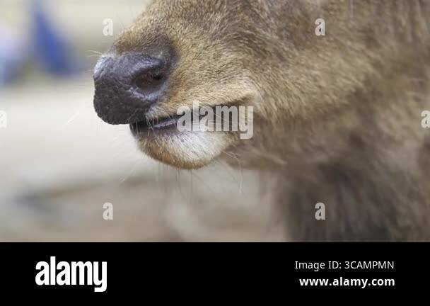 Close up of deer mouth chewing. Nara Park, Japan Stock Video Footage ...