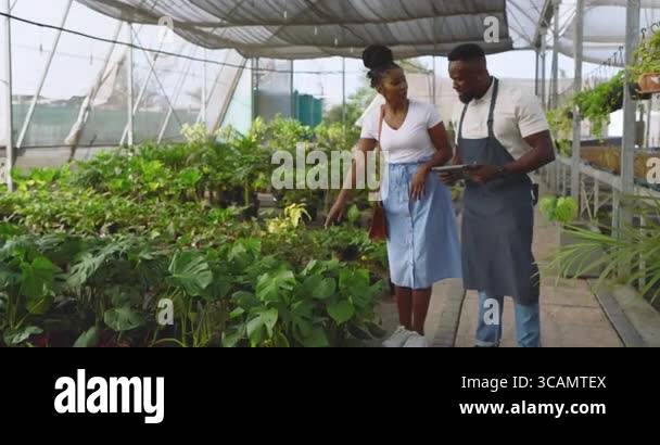 African American man and customer discussing plant care in greenhouse ...