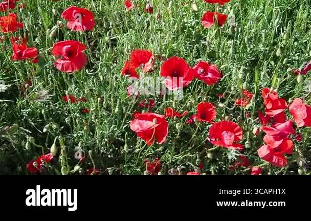 Papaver rhoeas, common poppy, corn poppy, corn rose, field poppy ...