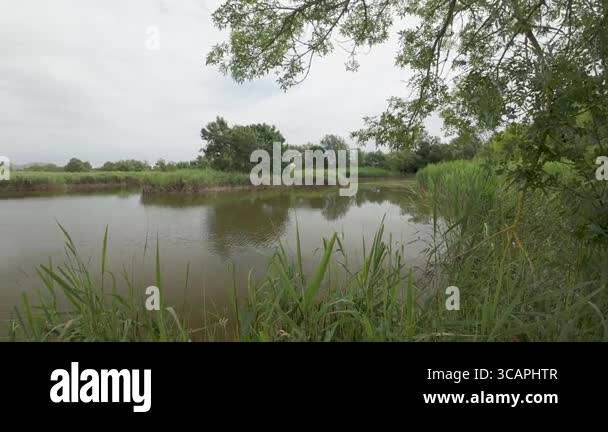 Swamp panorama with cloudy sky reflecting in the water Stock Video ...