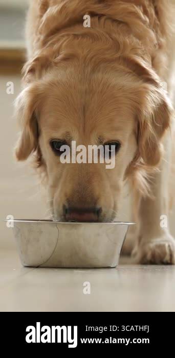 Adorable Golden Retriever Dog Drinking Water From Food Bowl Close Up ...