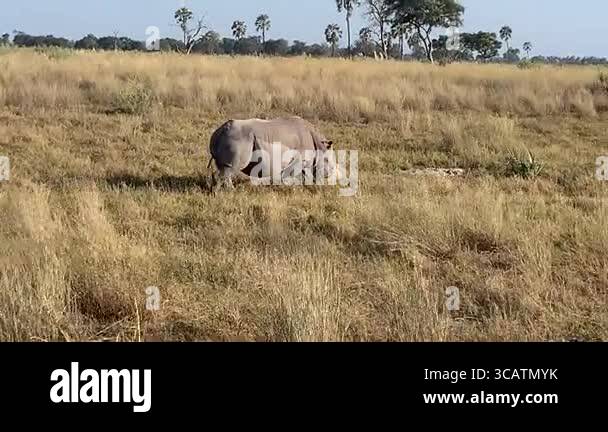 White Rhino with a split horn grazing in the bush, Nxabega, Botswana ...
