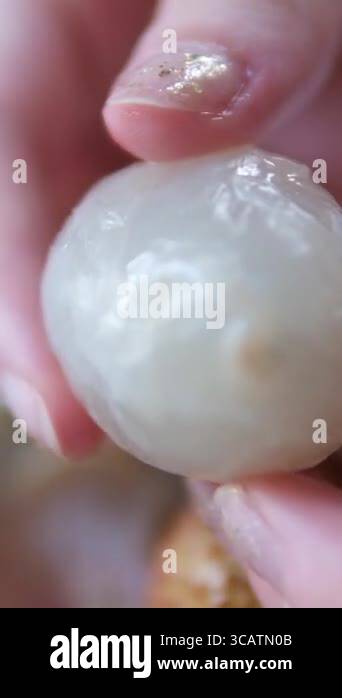 Hands Peeling Ripe Lychee Revealing Translucent Flesh in Front of ...