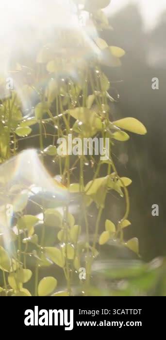 Vertical video. Hanging Vines with Sun Rays Breaking Through Rainfall ...