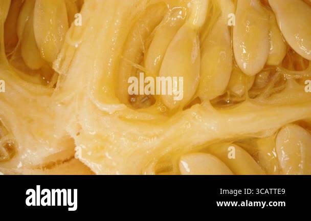 Rotating Macro Close-Up of Melon Interior Revealing Glossy Yellow Seeds ...
