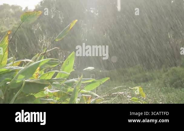 Tropical Plants Under Intense Rainfall with Sun Rays Piercing Through ...